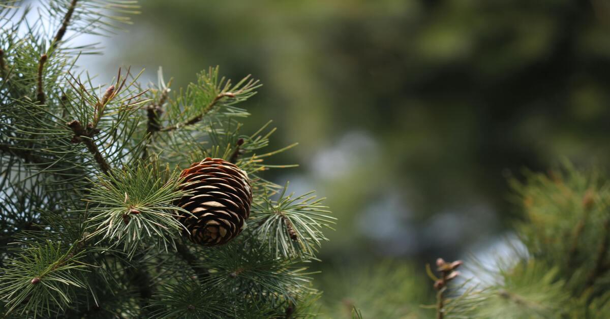 Top 5 Budget Hotels in Dalhousie for Families & Backpackers